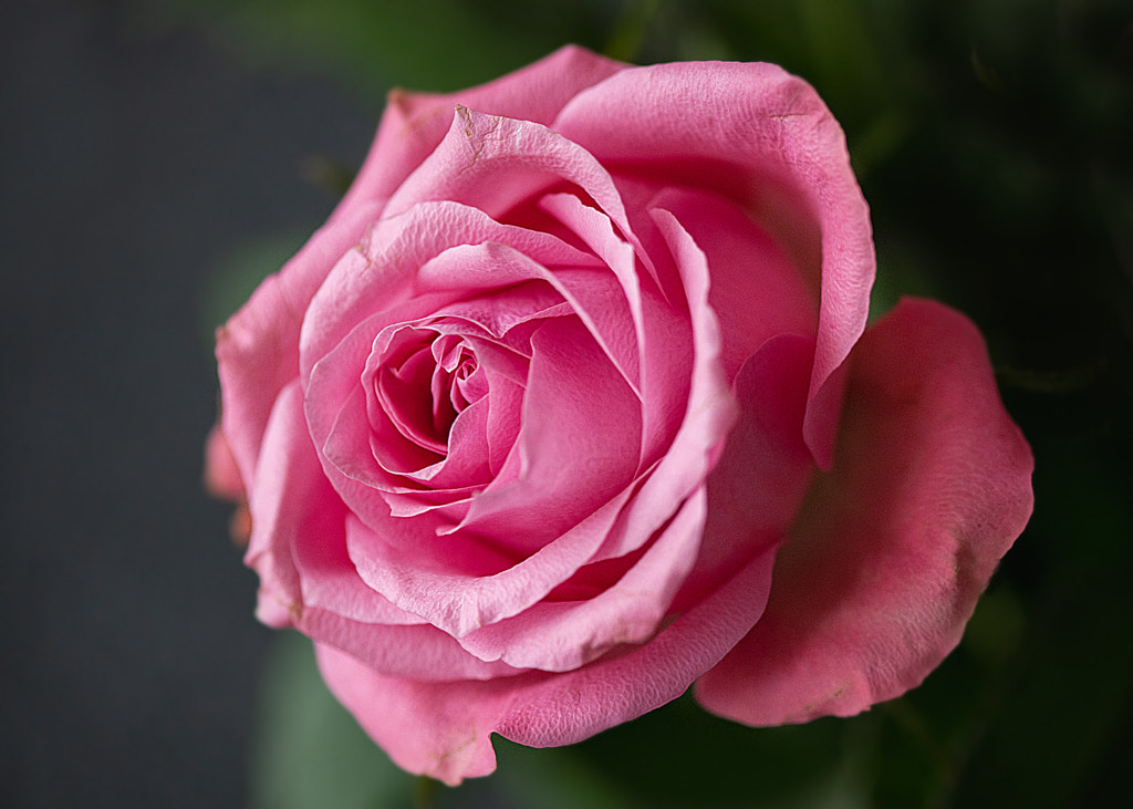 Rose by Mathias Gempeler / 500px