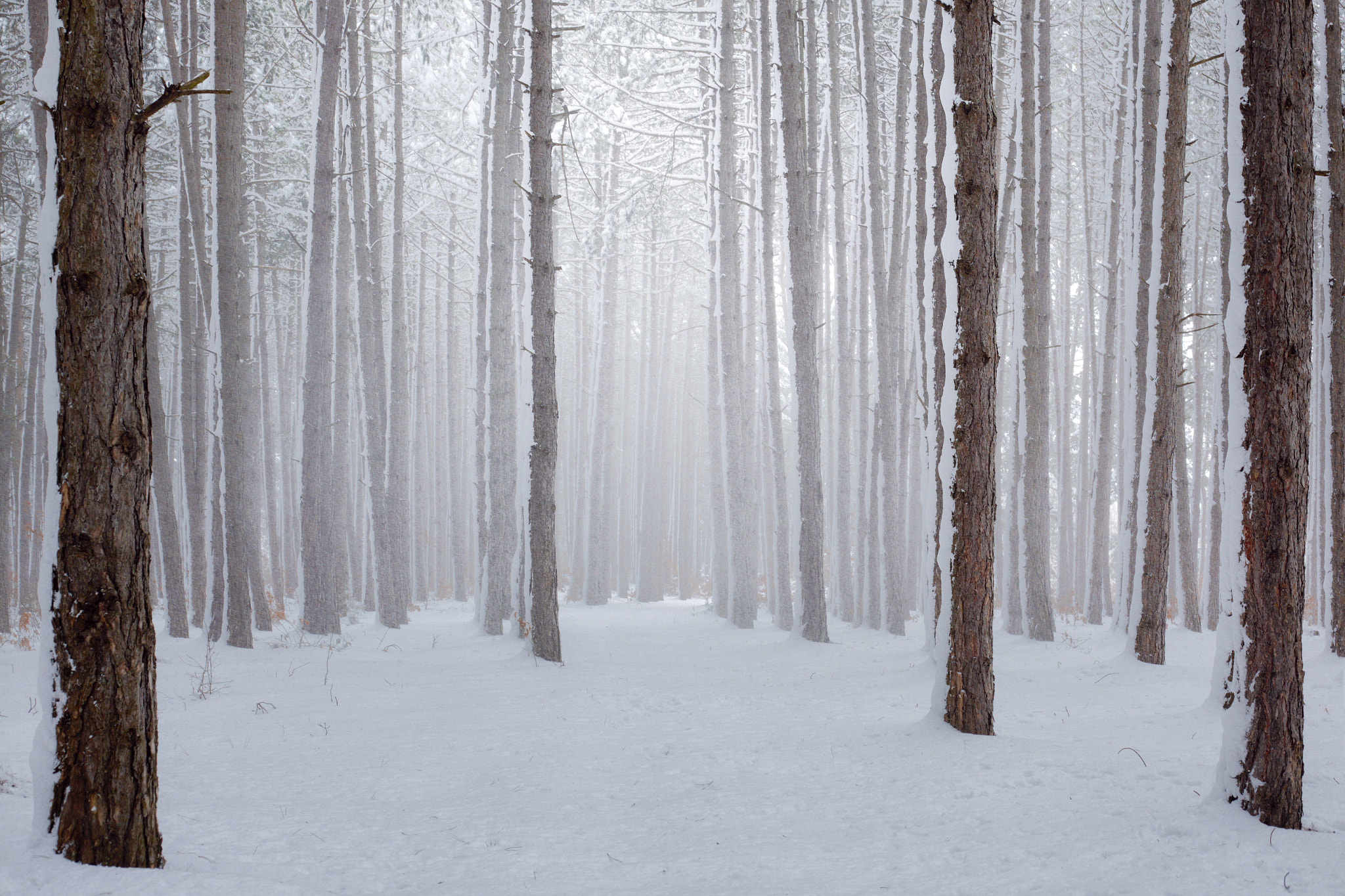 Forest by Gëzim Fazliu / 500px