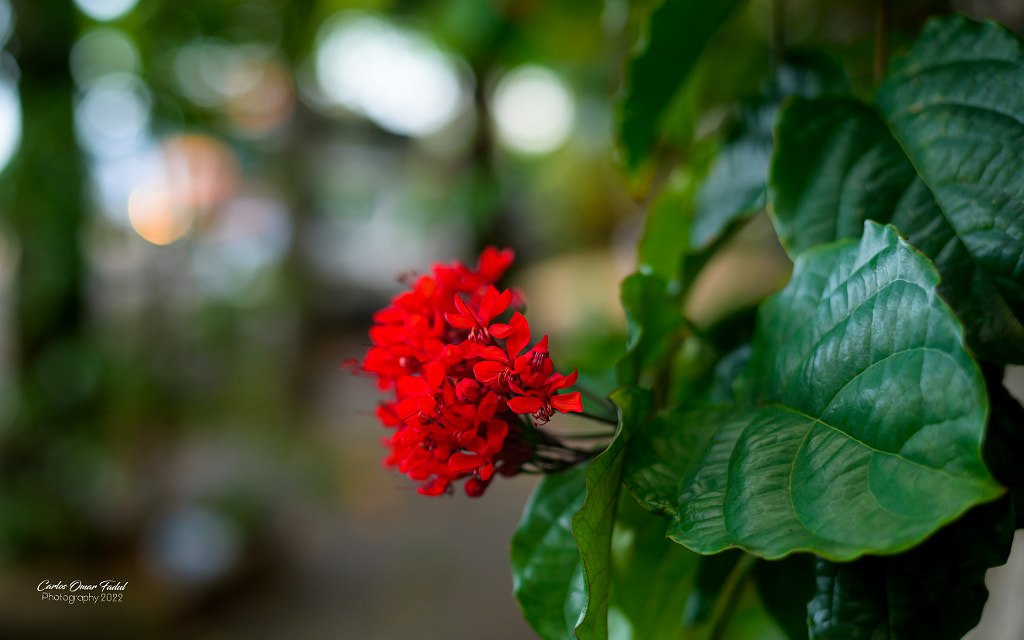 Red point of view by Carlos Omar / 500px