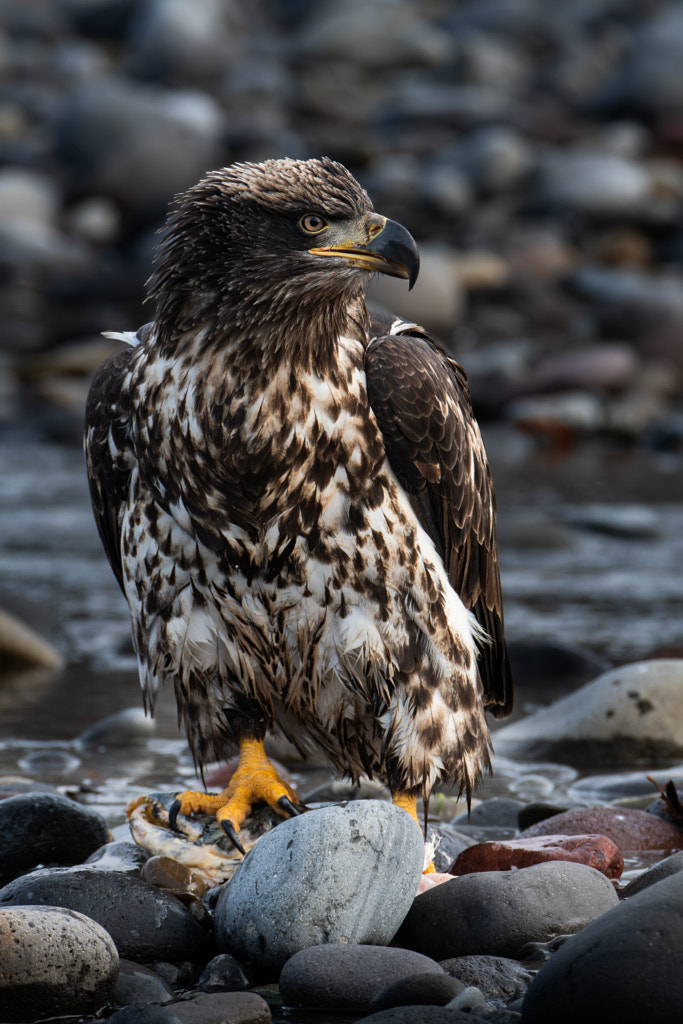Young eagle protecting it's food by Danny Griesmer / 500px