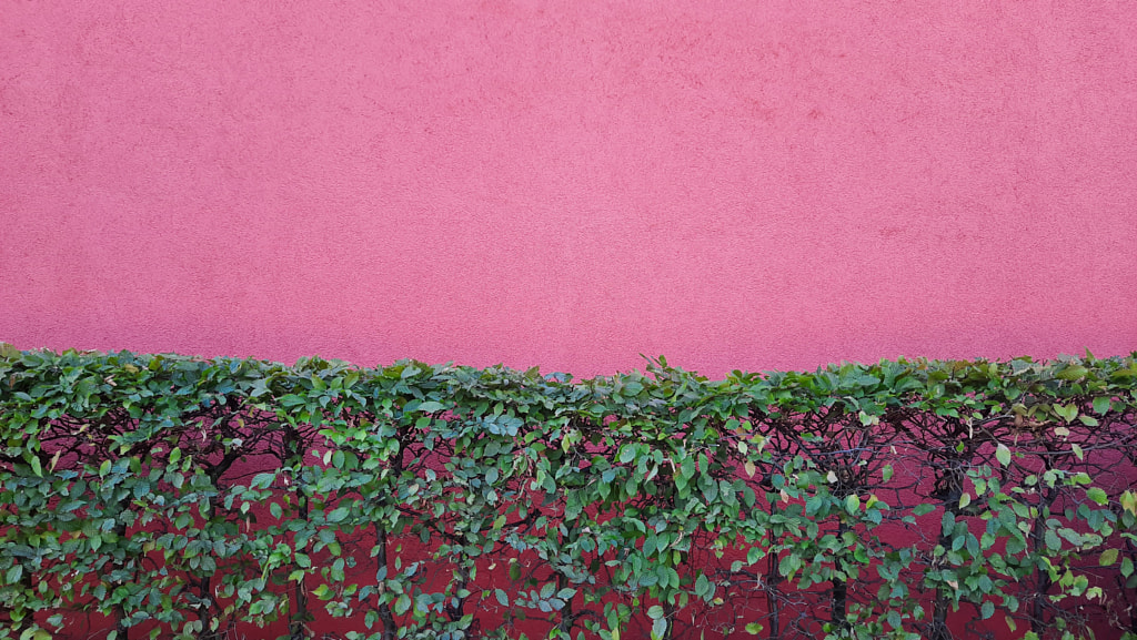 abstract_pattern_plant_wall_art by Amin Ziaee / 500px