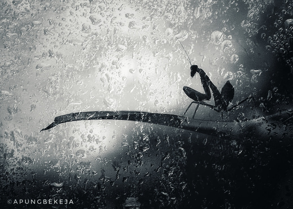 The Mantis : After rain by Muhammad Kuddus / 500px