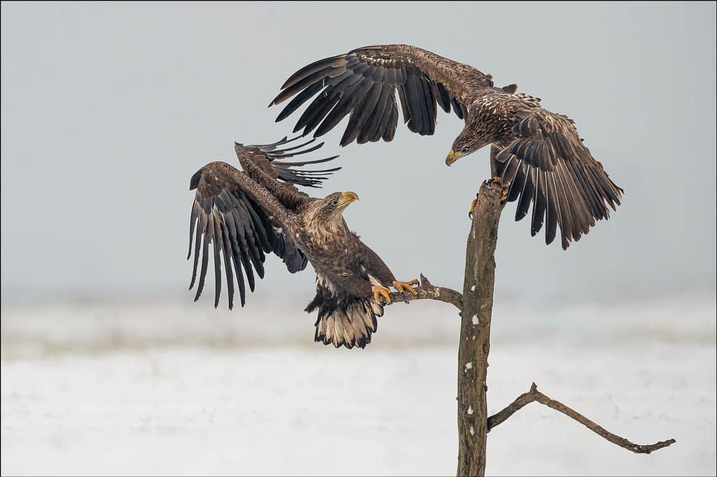 best eagle friends by Georg Scharf / 500px