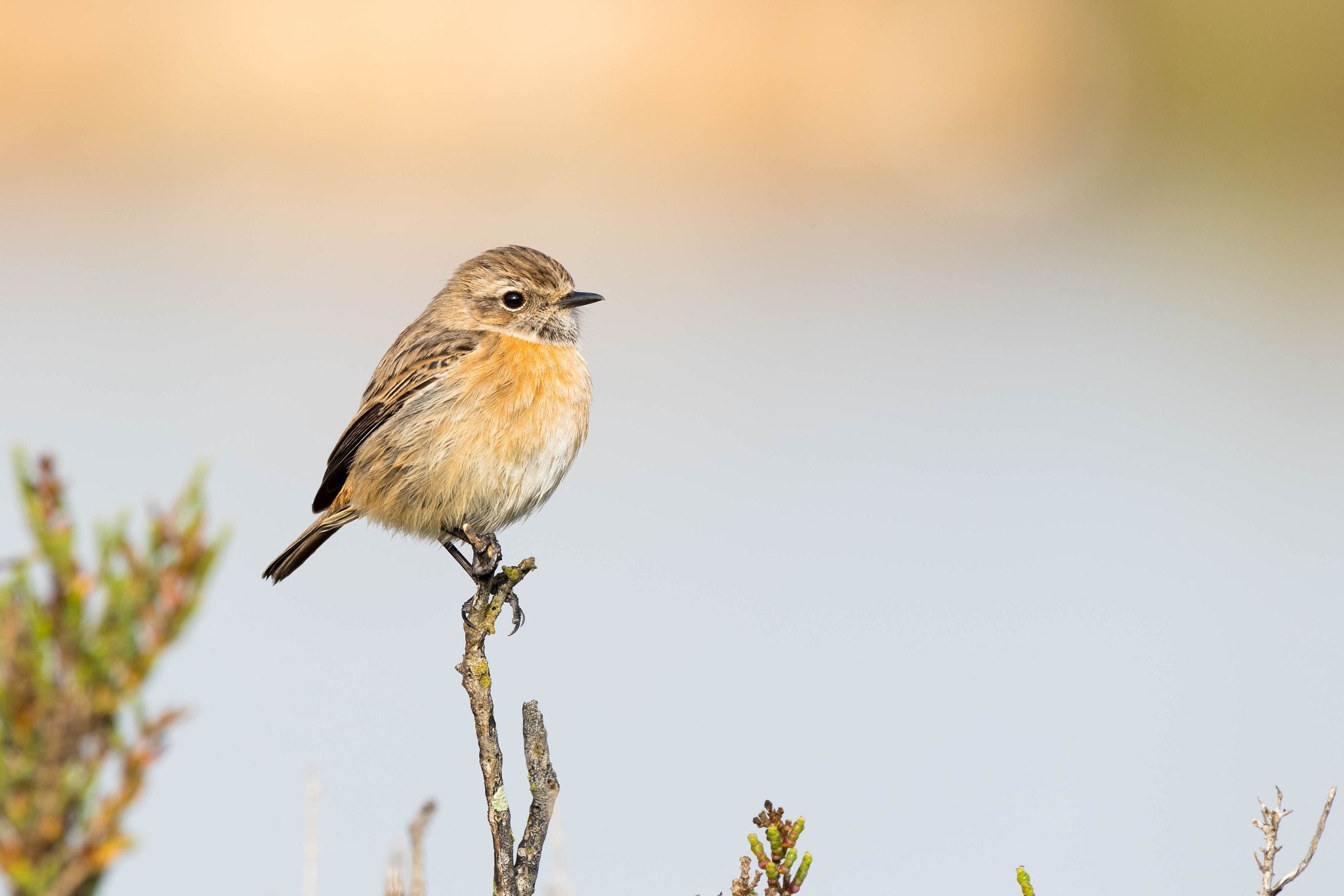 Saxicola rubicola by Magi Franquesa / 500px