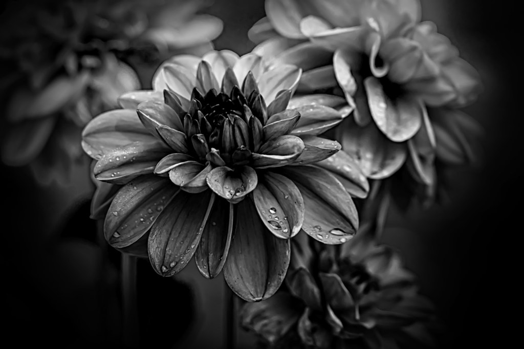 Dahlia by Inge David / 500px