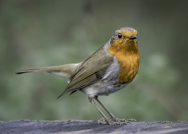 robin_35A8063 by Mark Strain / 500px