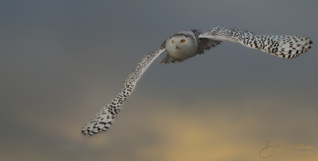 Snowy owl after take-off by Boris Droutman / 500px