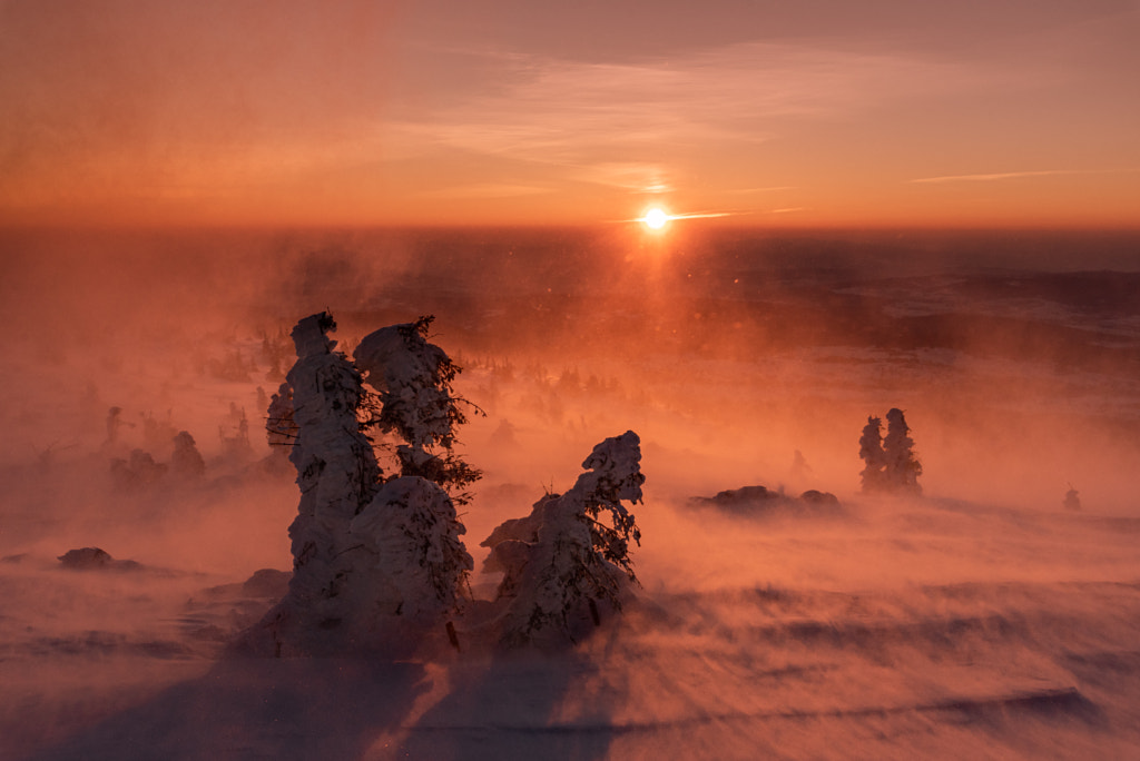 Spruces by Marcin Sz / 500px