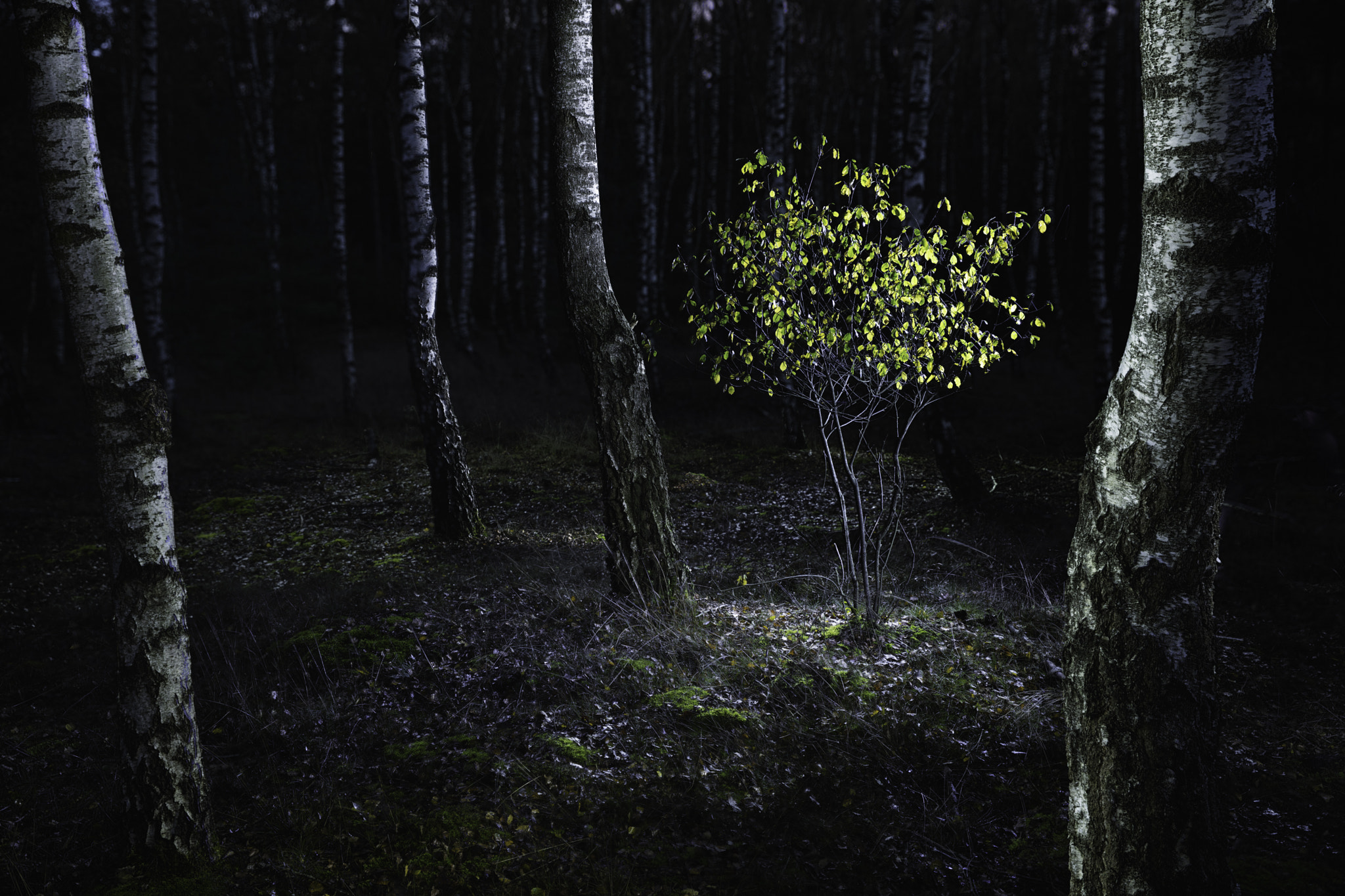 New growth forest light painting by Dirk Ercken / 500px