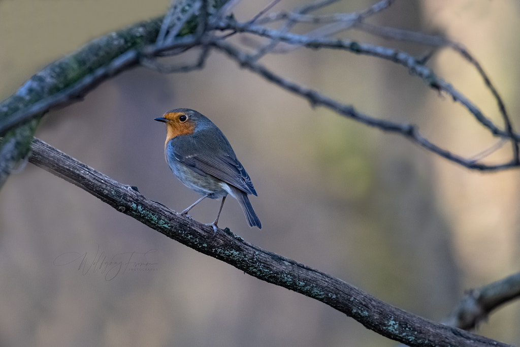 Robin by Wolfgang Fromm / 500px