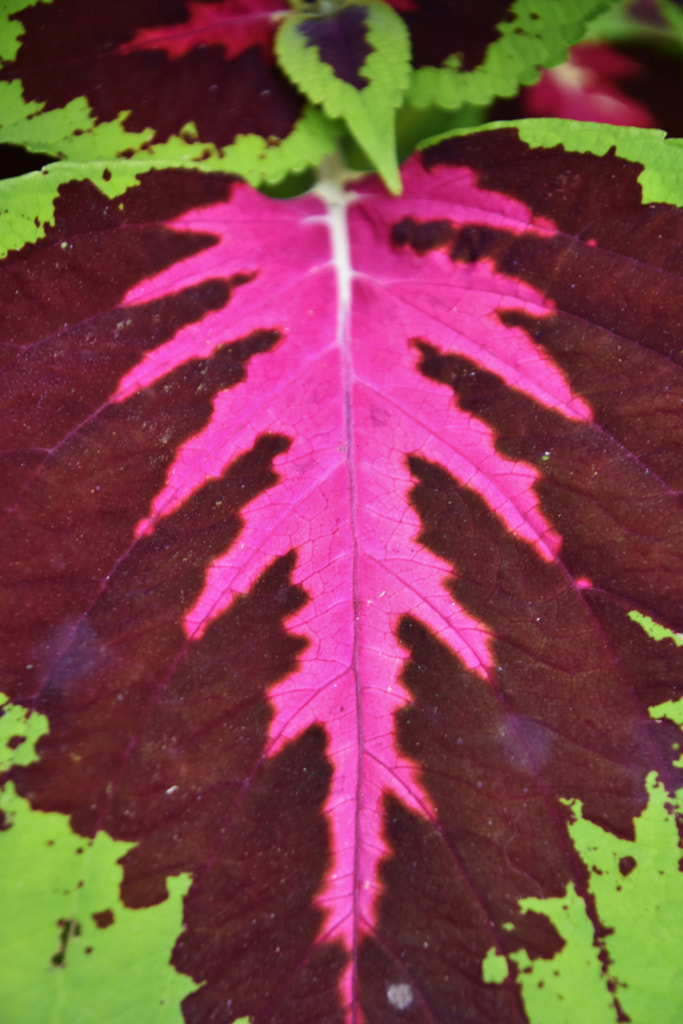 Colorful spine by Josh Pine / 500px
