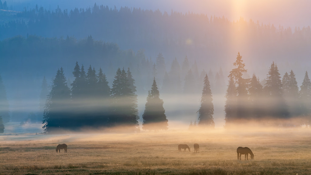 Morning mood by János Flender / 500px