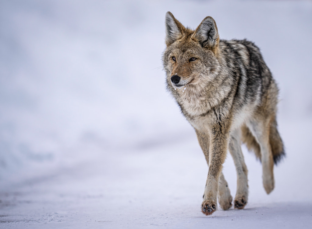 Coyote on the move by Angie Birmingham / 500px