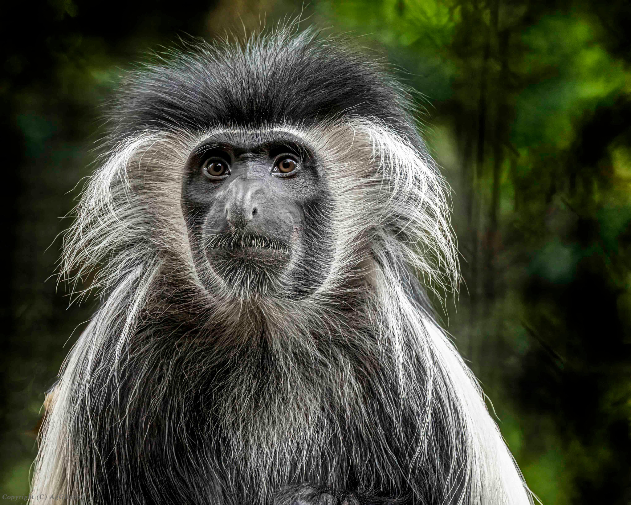 Angolan Colobus Monkey by Arin Ray / 500px