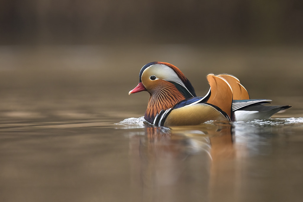 Wonderful Mandarin duck male by Adam Botond / 500px