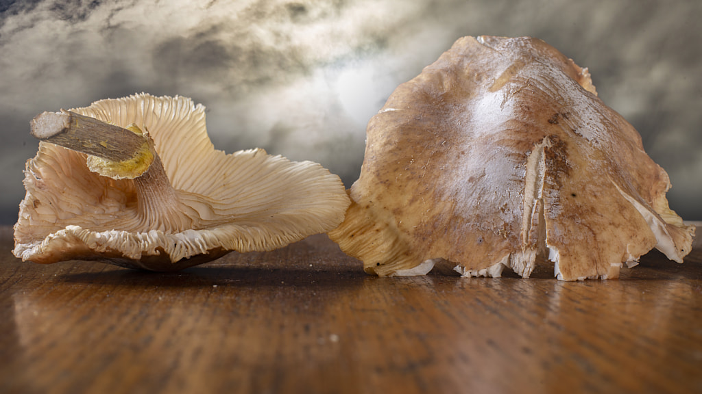 Chiuv'tiell - Close-up of seashell on table by Alfonso Mattera / 500px