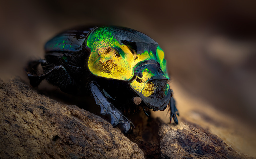 Sulcophanaeus imperator - female by Eugenijus Kavaliauskas / 500px