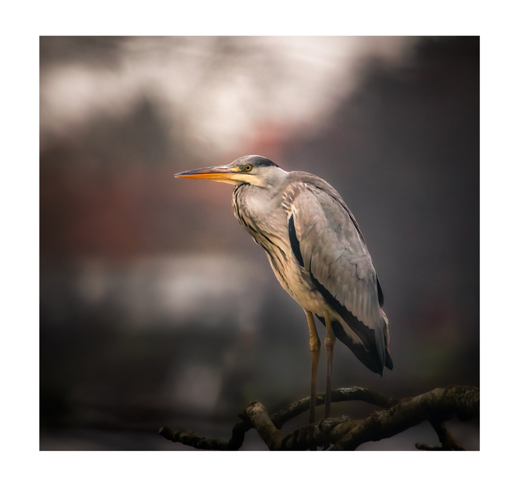 Hejre by André Sørensen / 500px