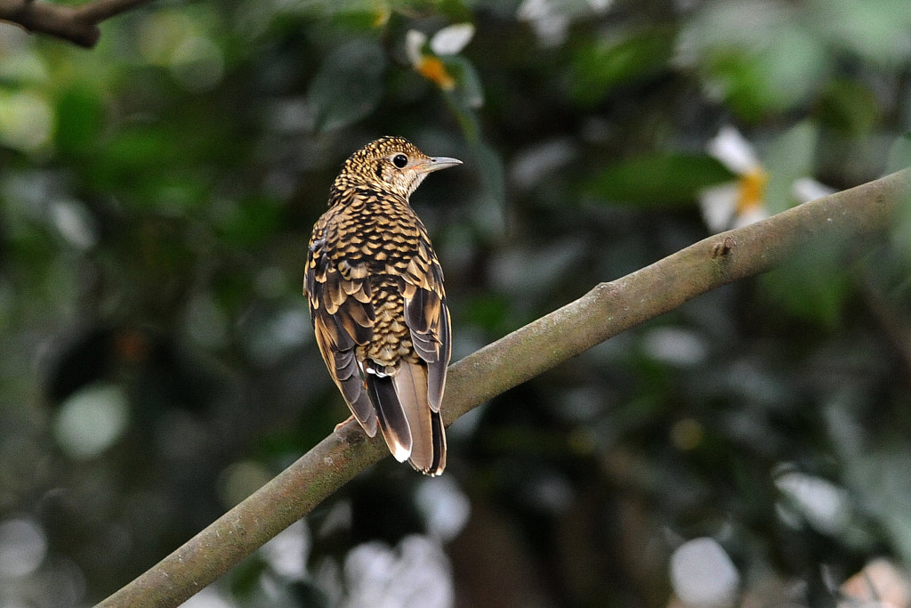 怀氏虎斑地鸫 by Lao ming / 500px