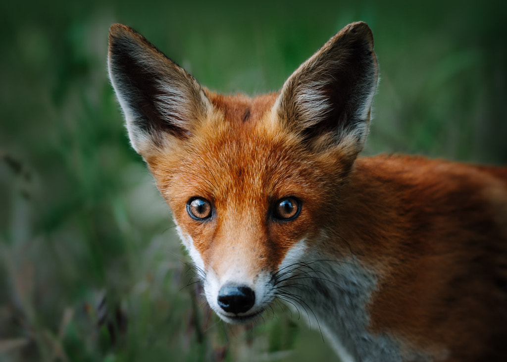 Fox lady by Nora Görlitz / 500px