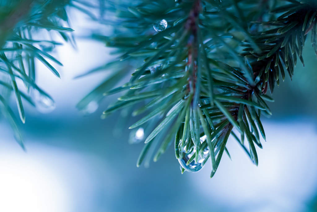 Macro drops by Alyona / 500px