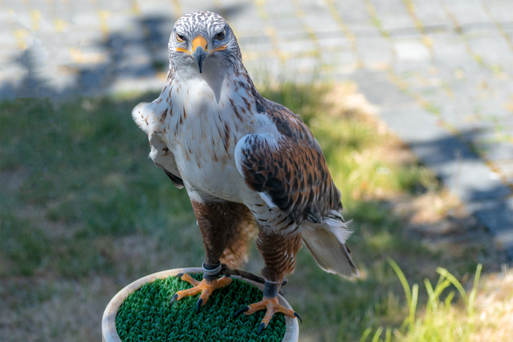 Hawk_2 by Larry Krok / 500px