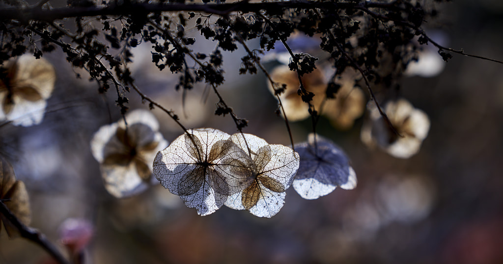 Paper-like leaves by Juan Madriz / 500px