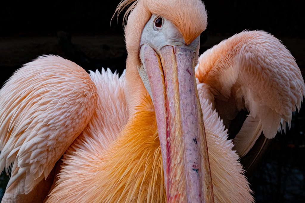 Pink Pelican by Peter Dekker / 500px
