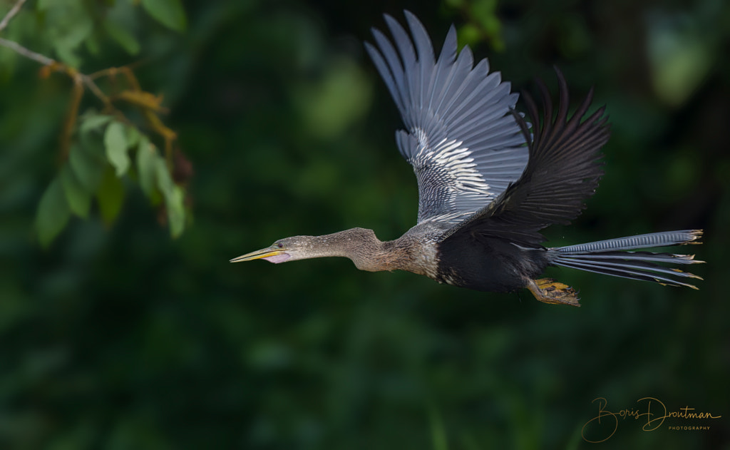 Anhinga after take-off by Boris Droutman / 500px