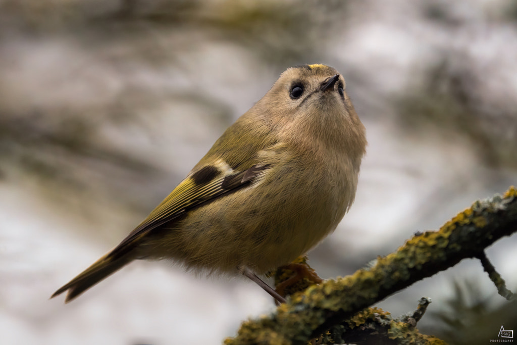 Regolo comune 1.0 by montantegerlando / 500px