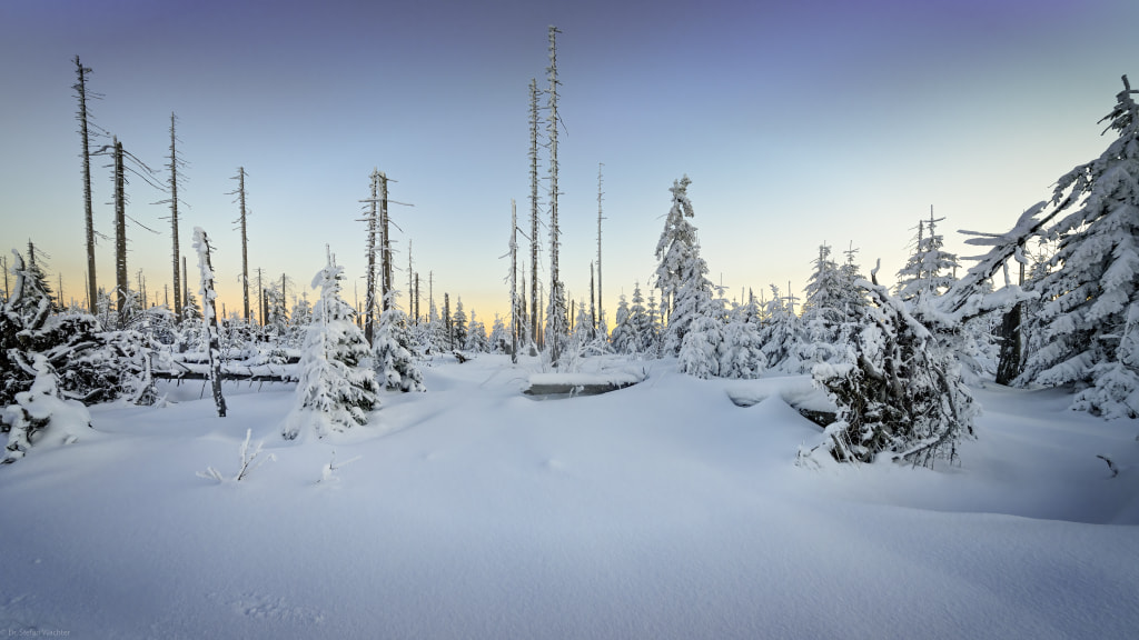 winterscape at dawn by Stefan Wachter / 500px