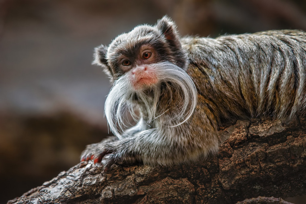 Saguinus imperator by Petr Kolb / 500px