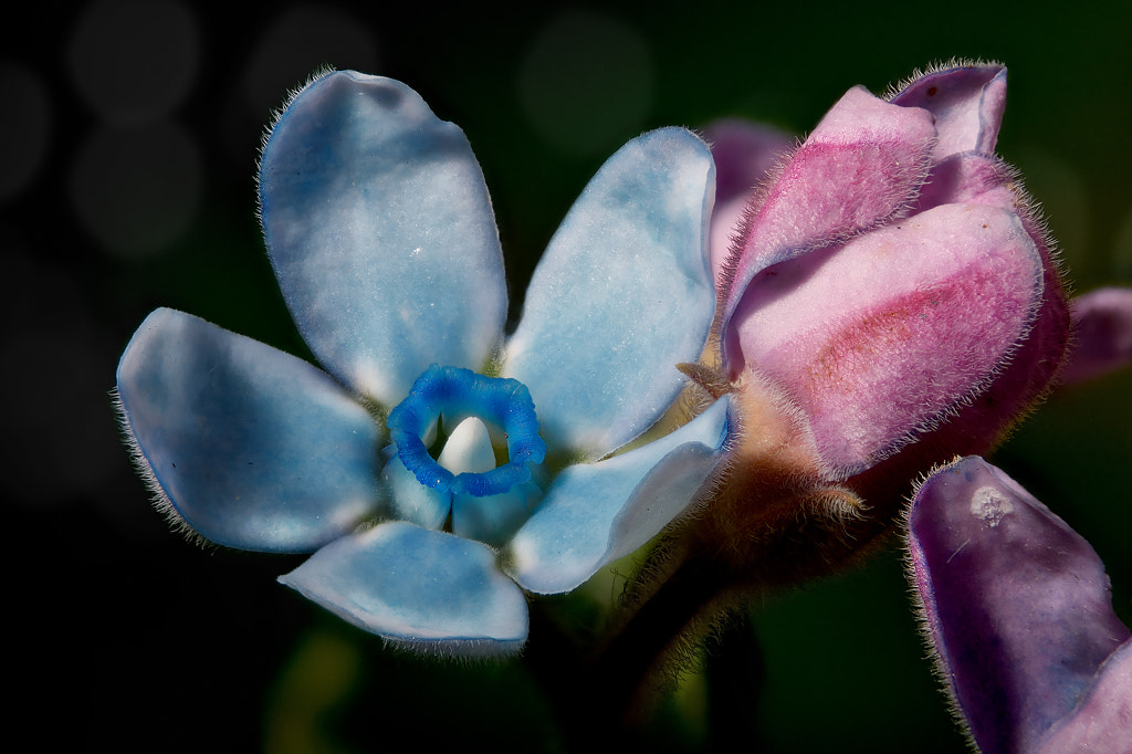 Oxypetalum caeruleum - Heavenly blue by Cor de Keijzer / 500px