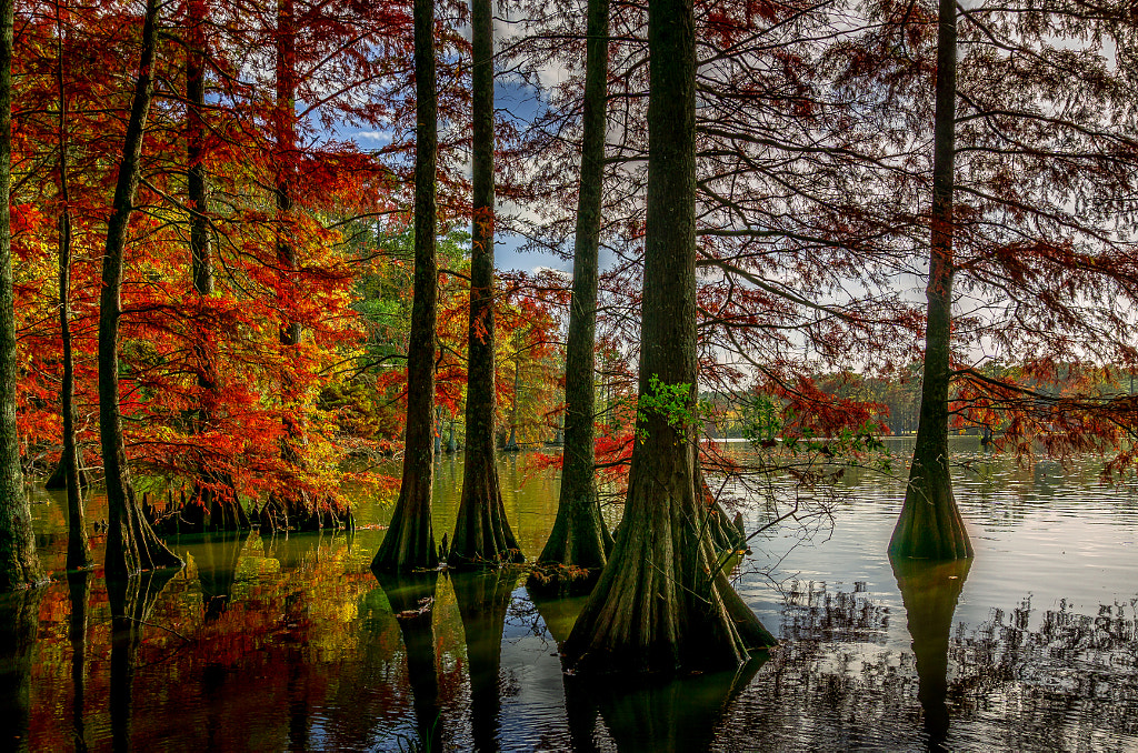 Cypress trees in the fall by James Harvey / 500px