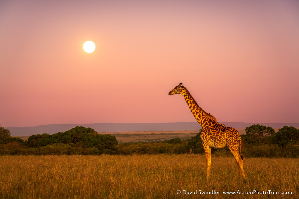 Full Moon on the Savannah by David Swindler / 500px