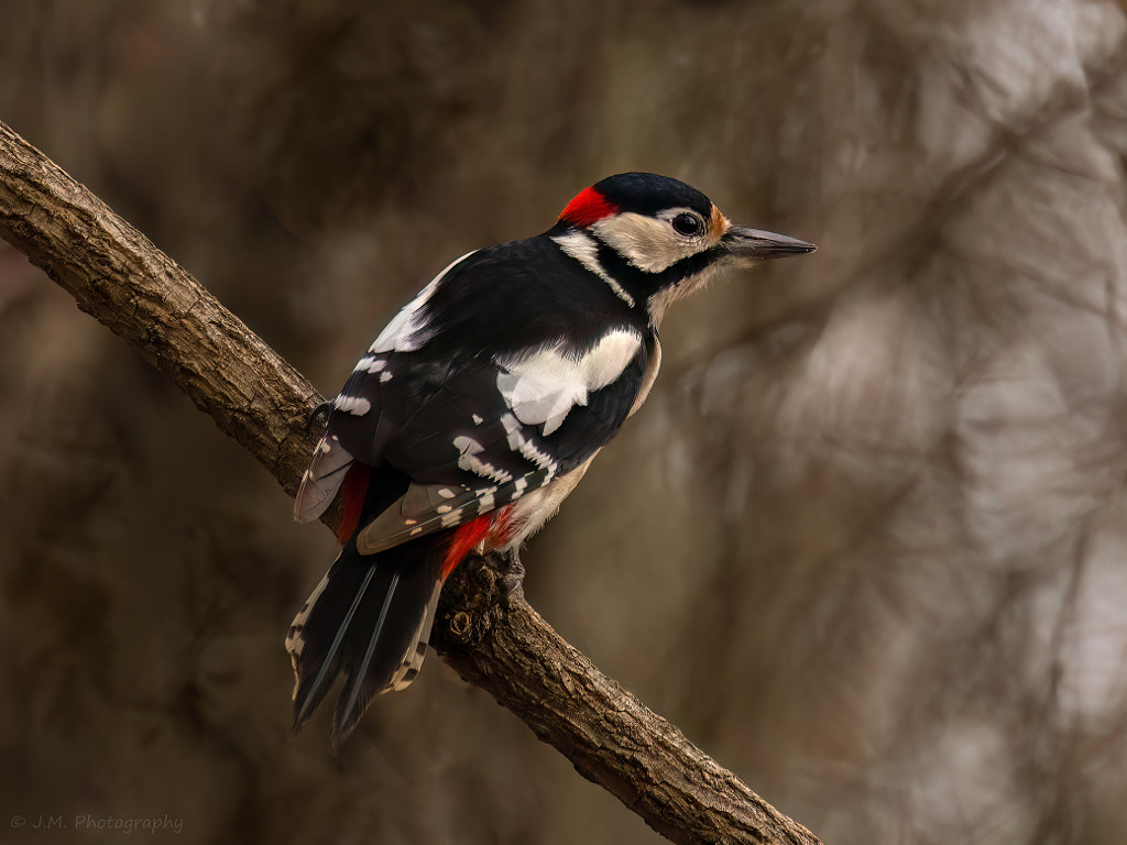 Buntspecht by Johann Marquardt / 500px