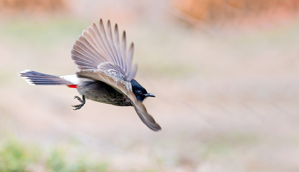 Close-up of Bulbul flying outdoors by alimirpur / 500px
