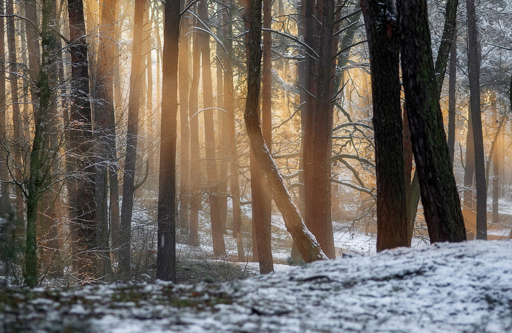 Light in the winter forest by Barbara G / 500px