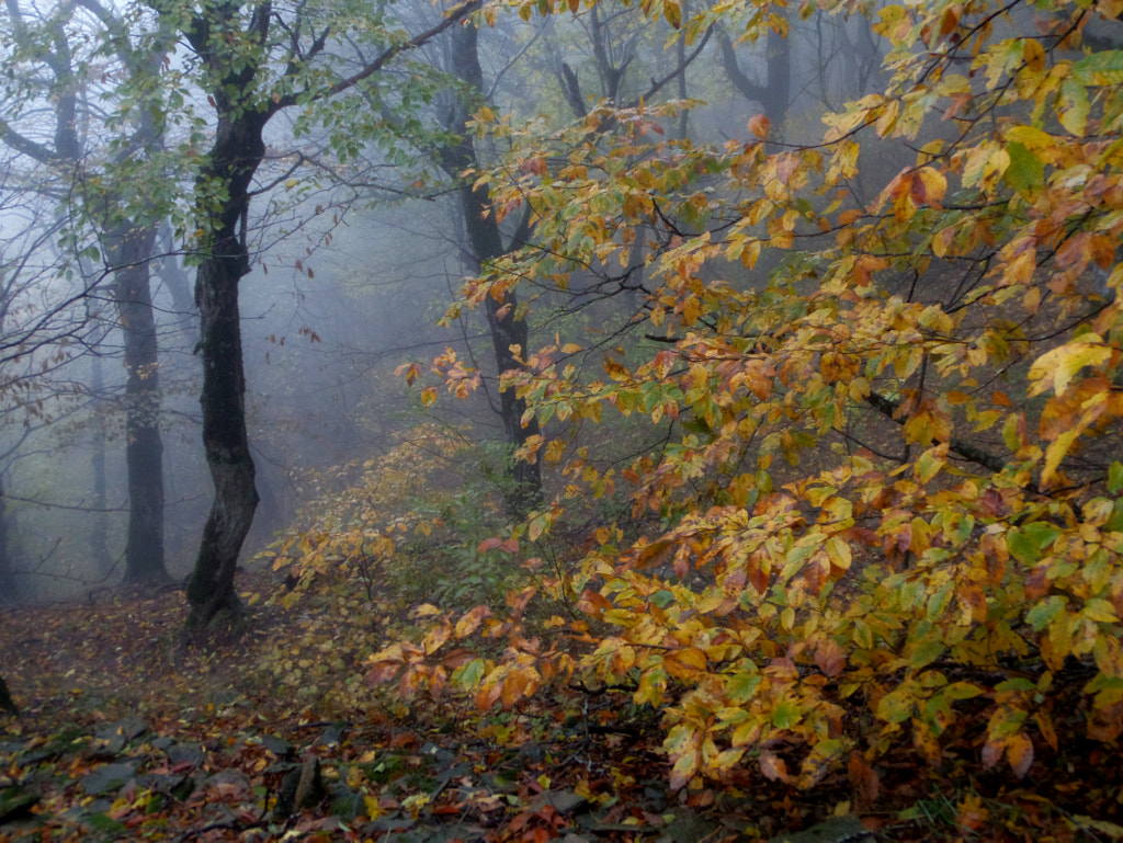 Туманное утро...... by Юрий Цыплятников / 500px