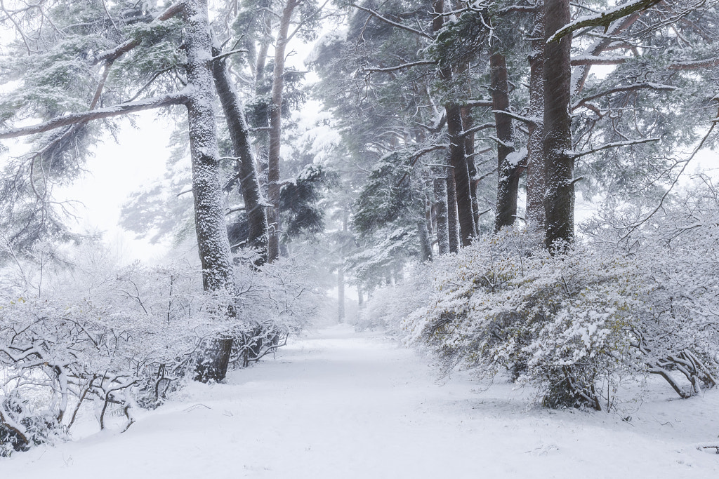 Stormy snow by Toshihiro Takahashi / 500px