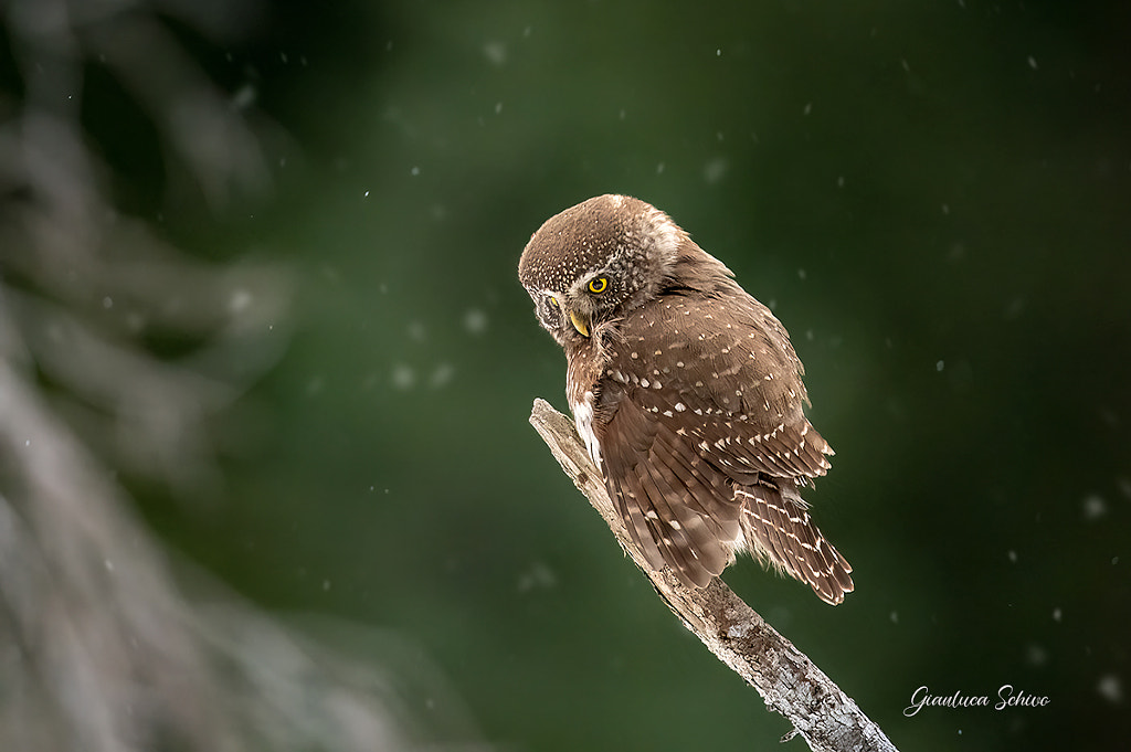 Civetta nana by Gianluca Schivo / 500px