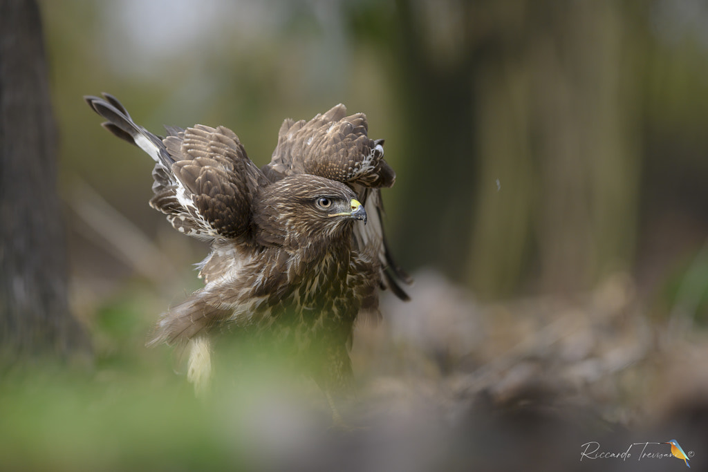 Close-up of bird perching on tree by Riccardo Trevisani / 500px