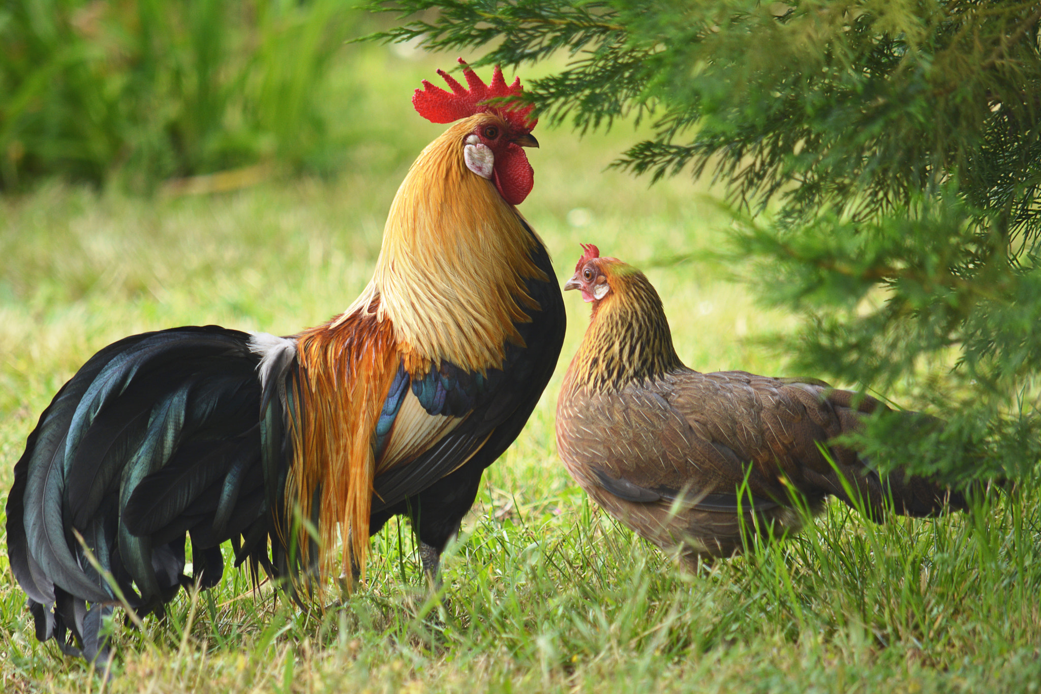 coq et poule phoenix by Emmanuel Cholet / 500px