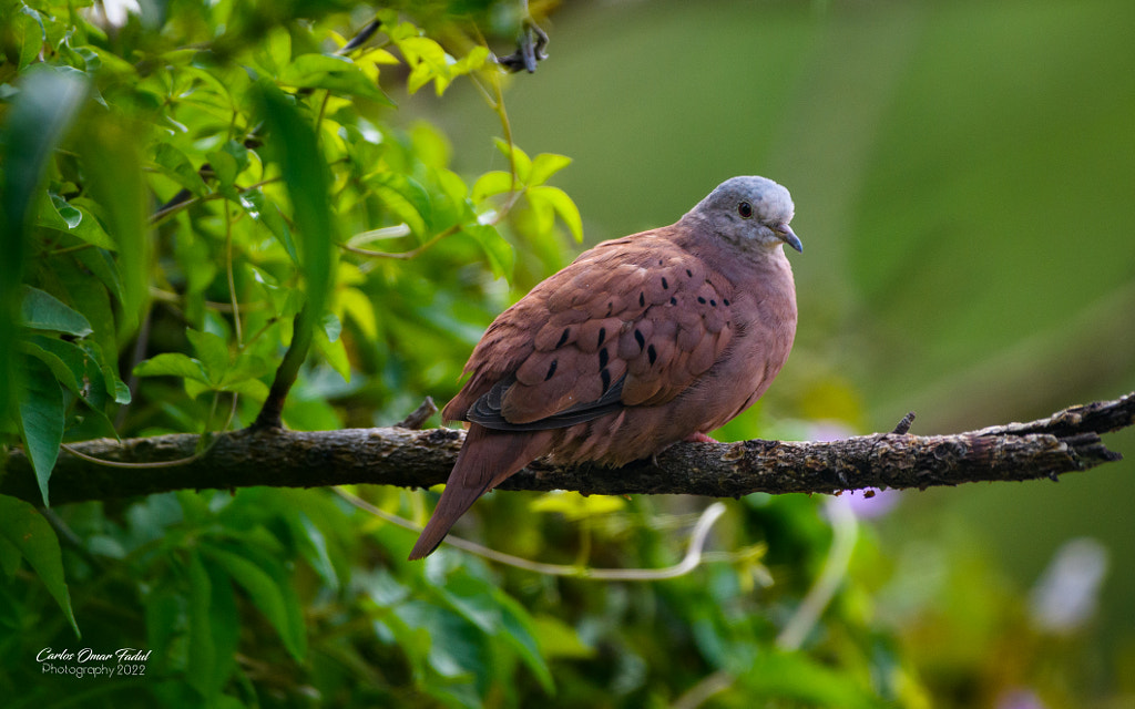 The ruddy ground dove by Carlos Omar / 500px