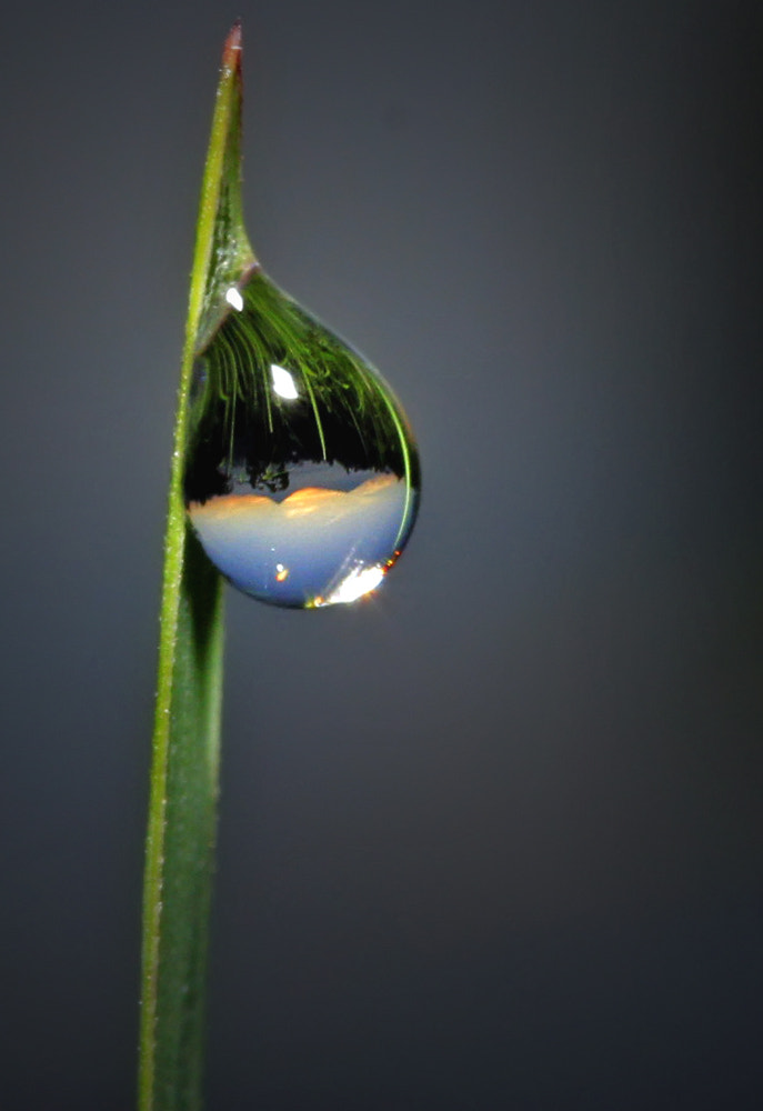 dawn tears (sunrise in dew) by teguh_santosa / 500px