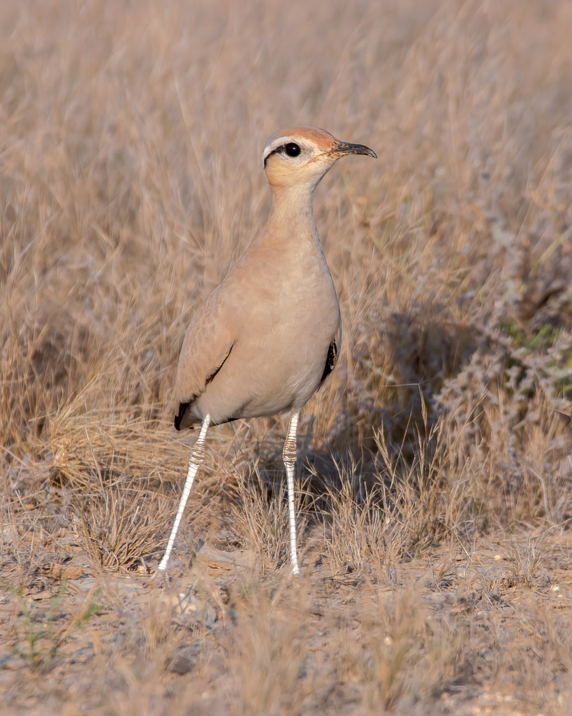 Cream-colored Courser by Jaffar Hussain / 500px