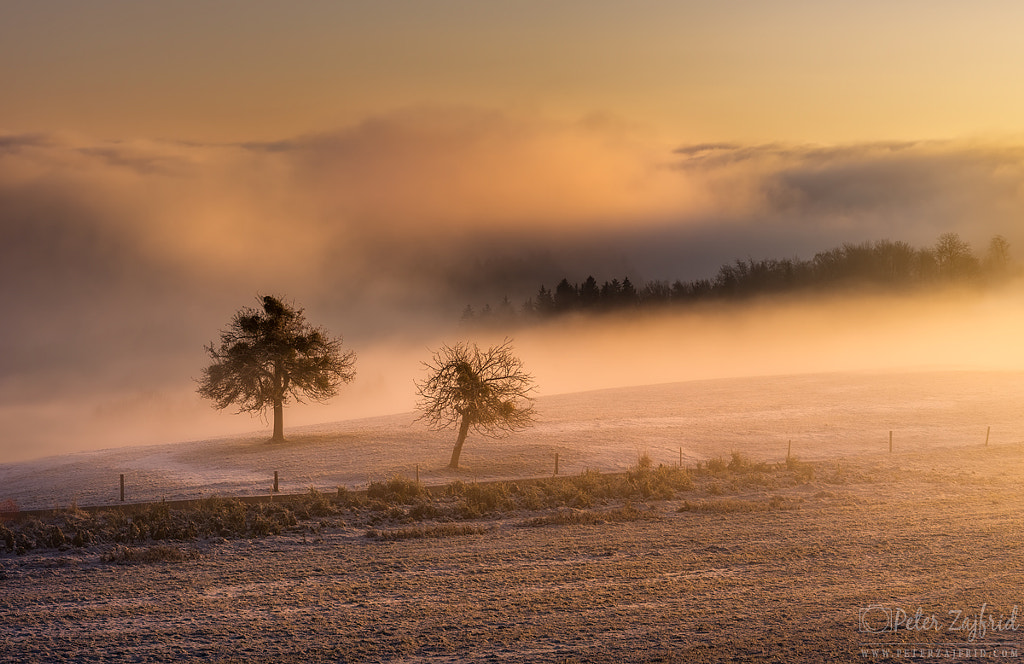Morning fog by Peter Zajfrid / 500px