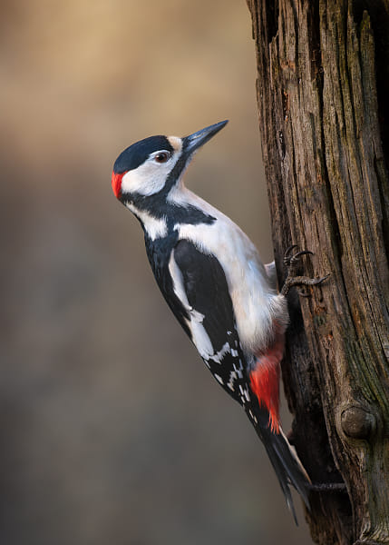 Close-up of bird perching on tree trunk by David Sharman | 500px