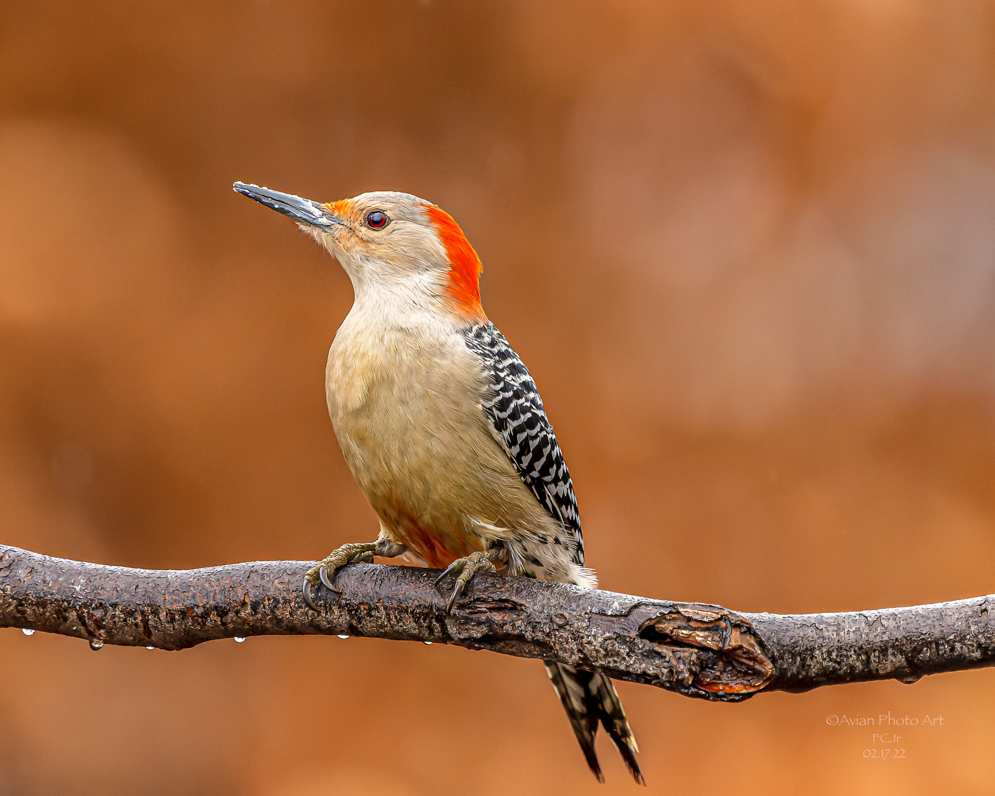 Red Bellied Woodpecker Female By Fran Czemerda Jr 500px