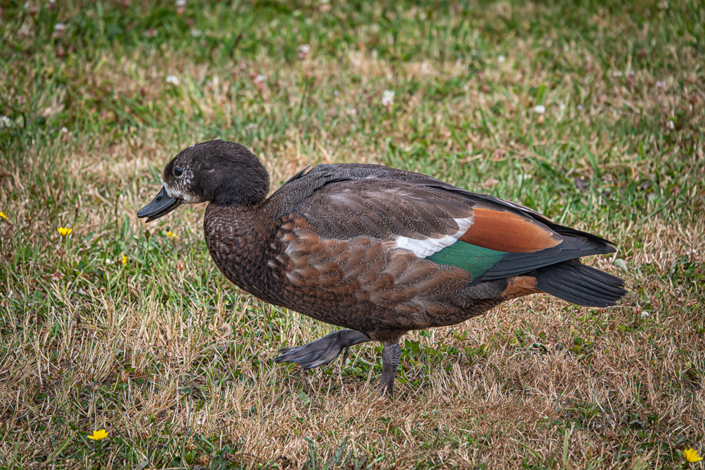 Happy Shelduck by Barbara Russell / 500px